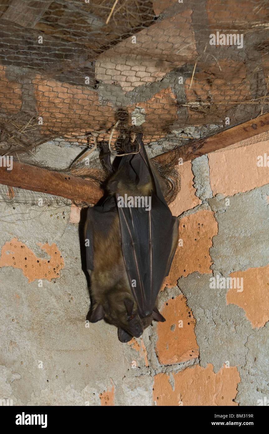 Madagascar rousette Banque de photographies et d’images à haute ...