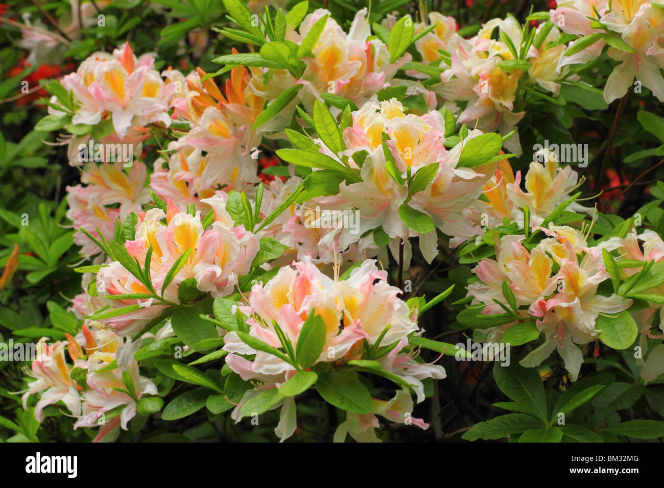 Fleurs de rhododendron en fleurs Banque de photographies et d’images à ...