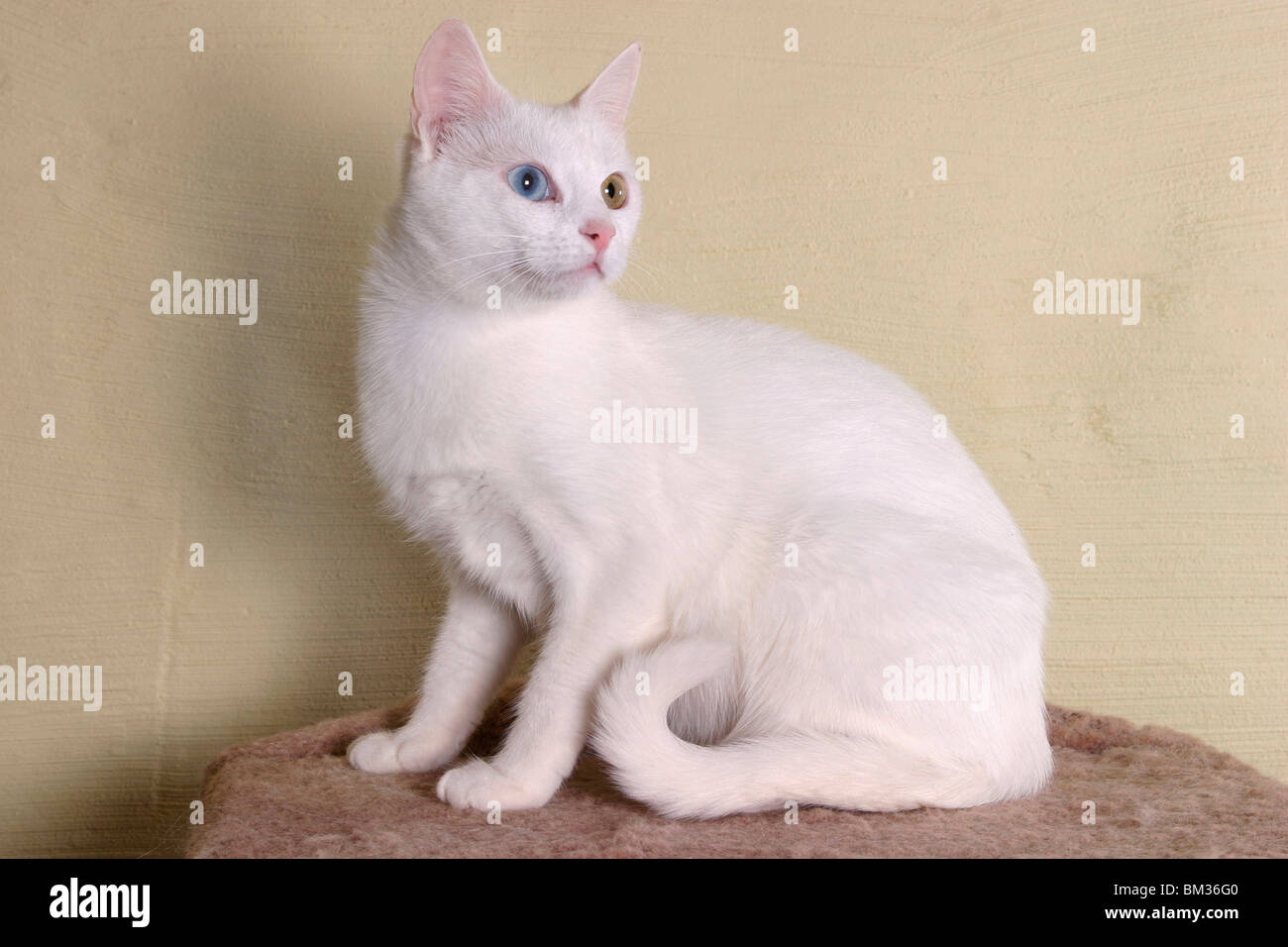 Turkish shorthair anatolian adult cat Banque de photographies et d ...