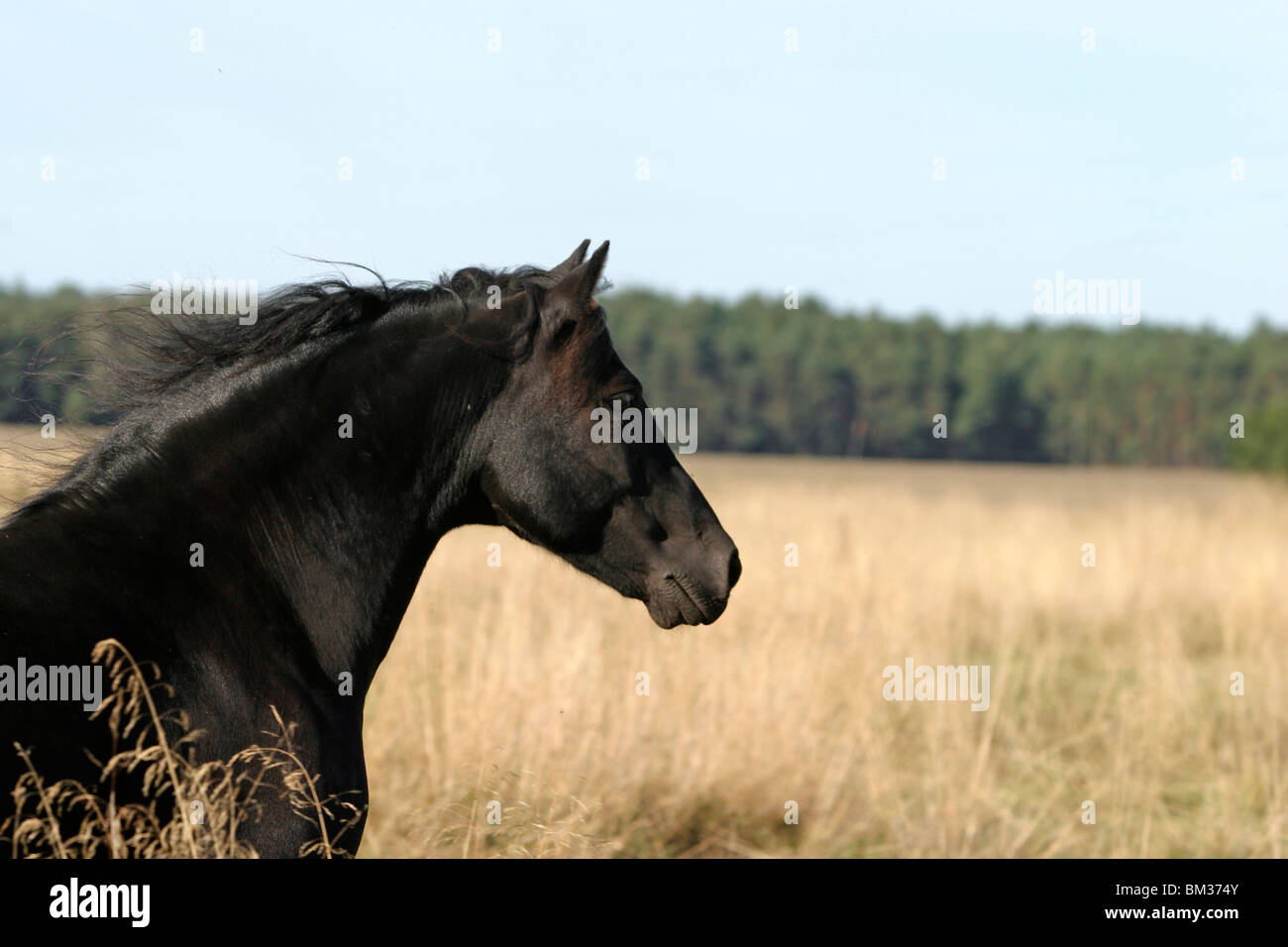 Animaux morgan portrait de cheval Banque de photographies et d’images à ...