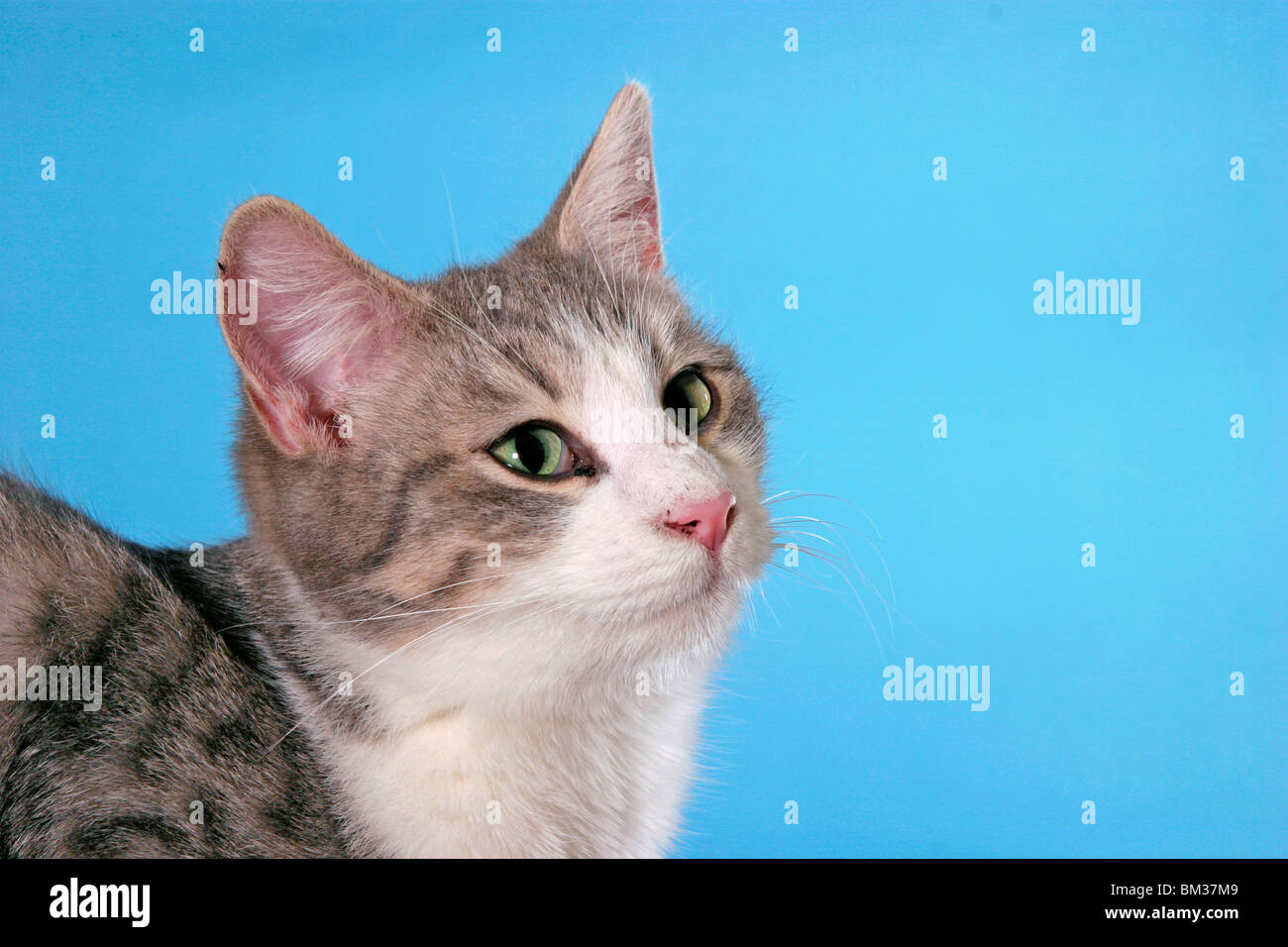 Turkish shorthair anatolian adult cat Banque de photographies et d ...