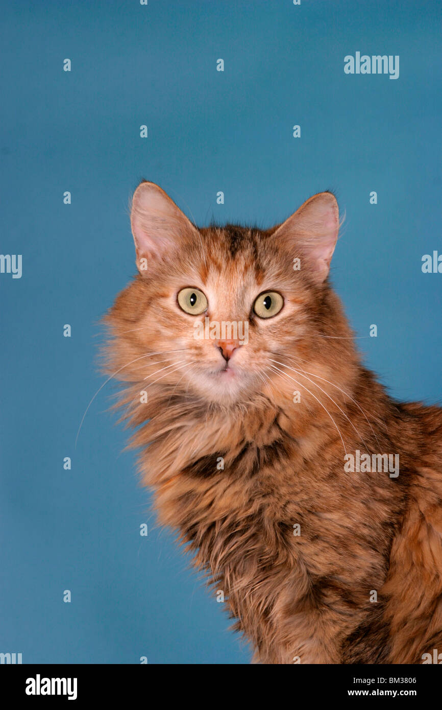 Chats angora turcs Banque de photographies et d’images à haute ...