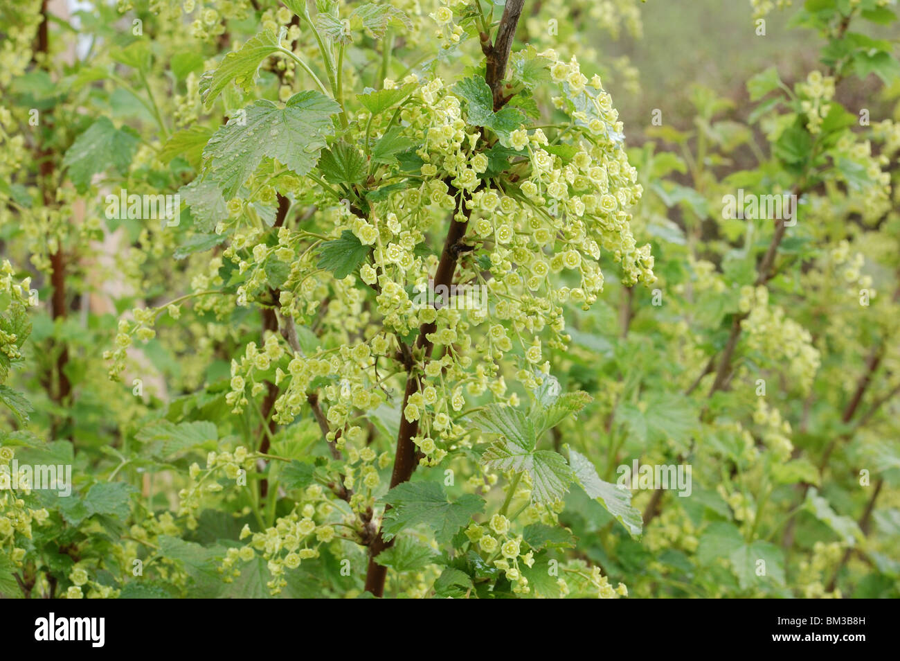 Arbustes de cassis Banque de photographies et d’images à haute ...