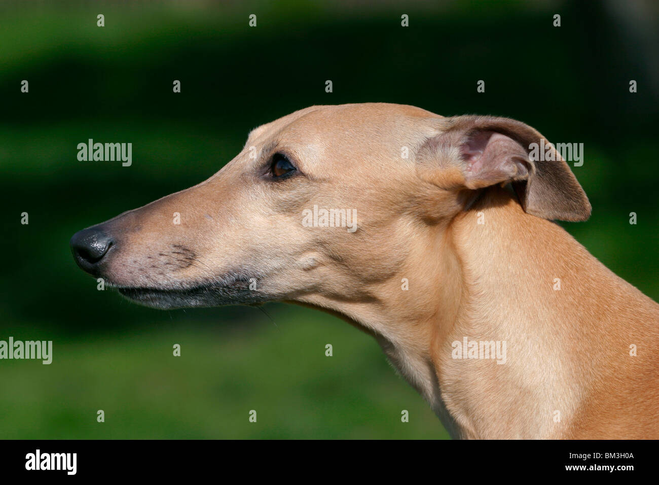 Whippet profile Banque de photographies et d’images à haute résolution ...