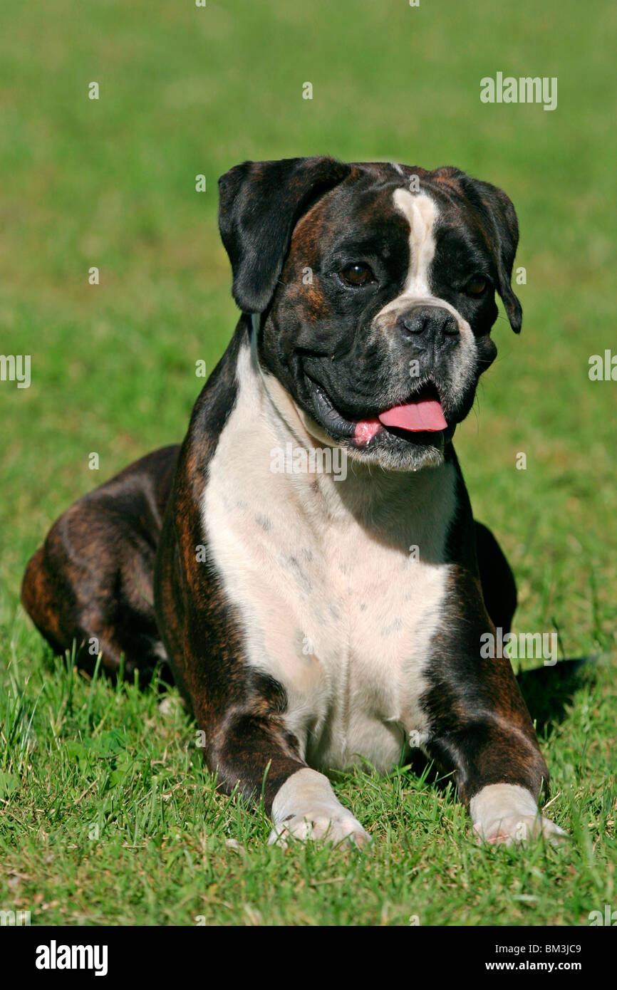 Boxer hund Banque de photographies et d’images à haute résolution - Alamy
