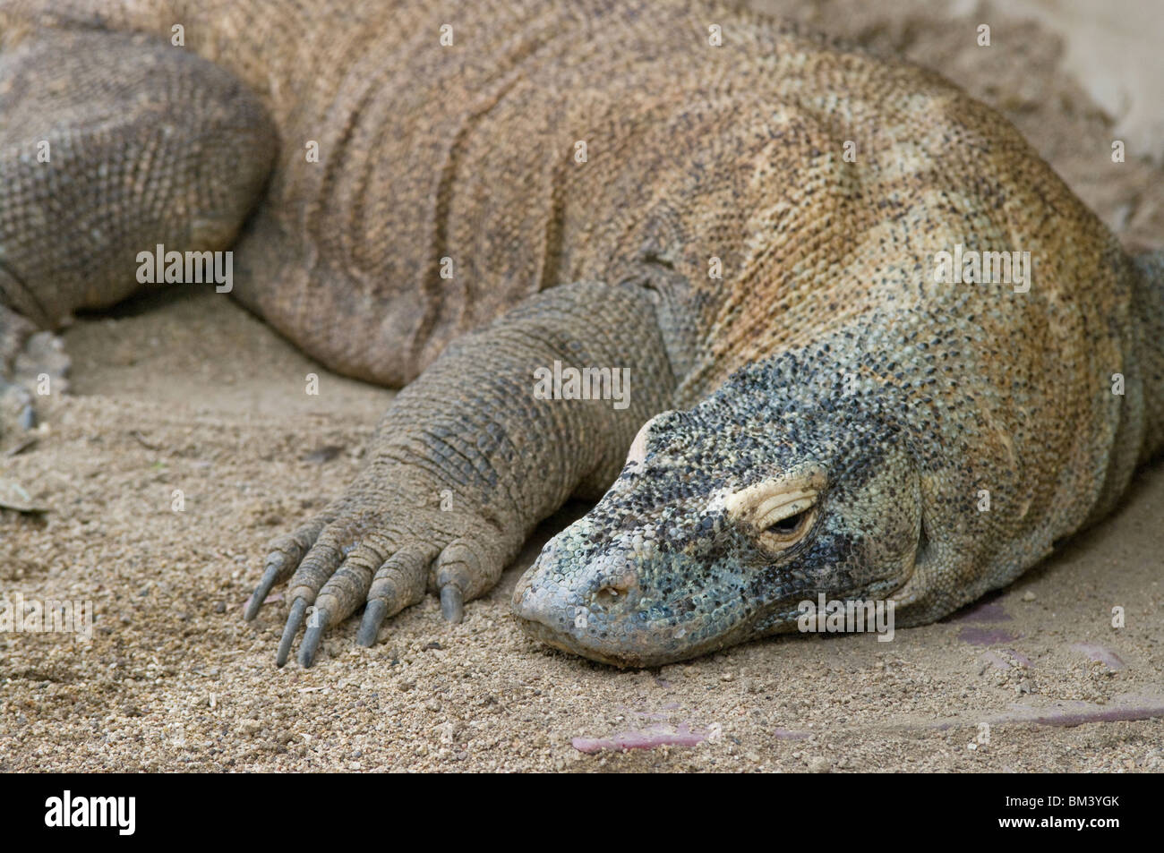 Lézard dragon de komodo Banque de photographies et d’images à haute ...
