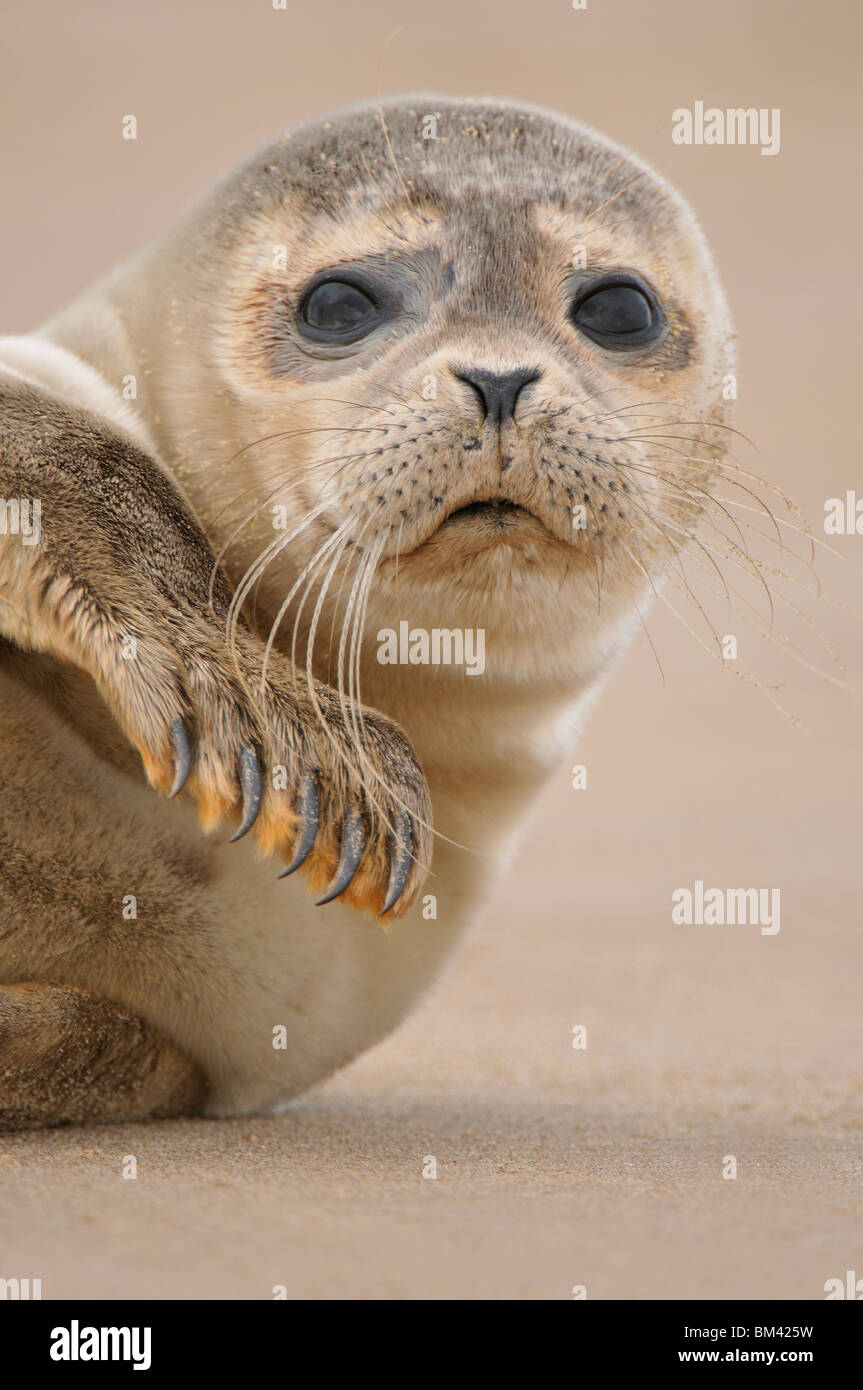 Loup Marin Banque d'image et photos - Alamy