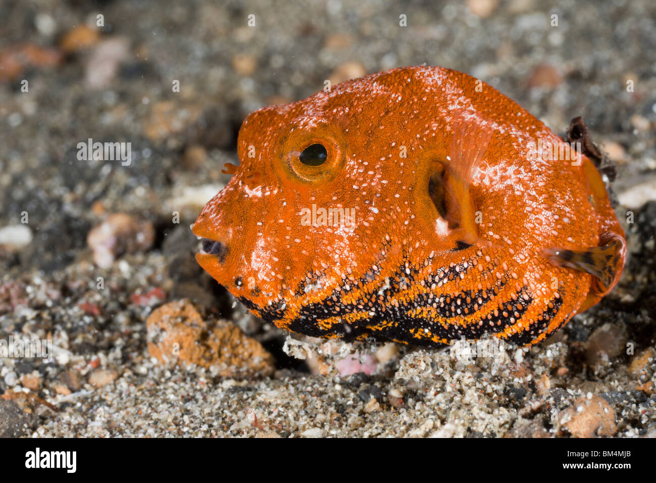 La Starr, Arothron stellatus Puffer, Détroit de Lembeh, au nord de ...