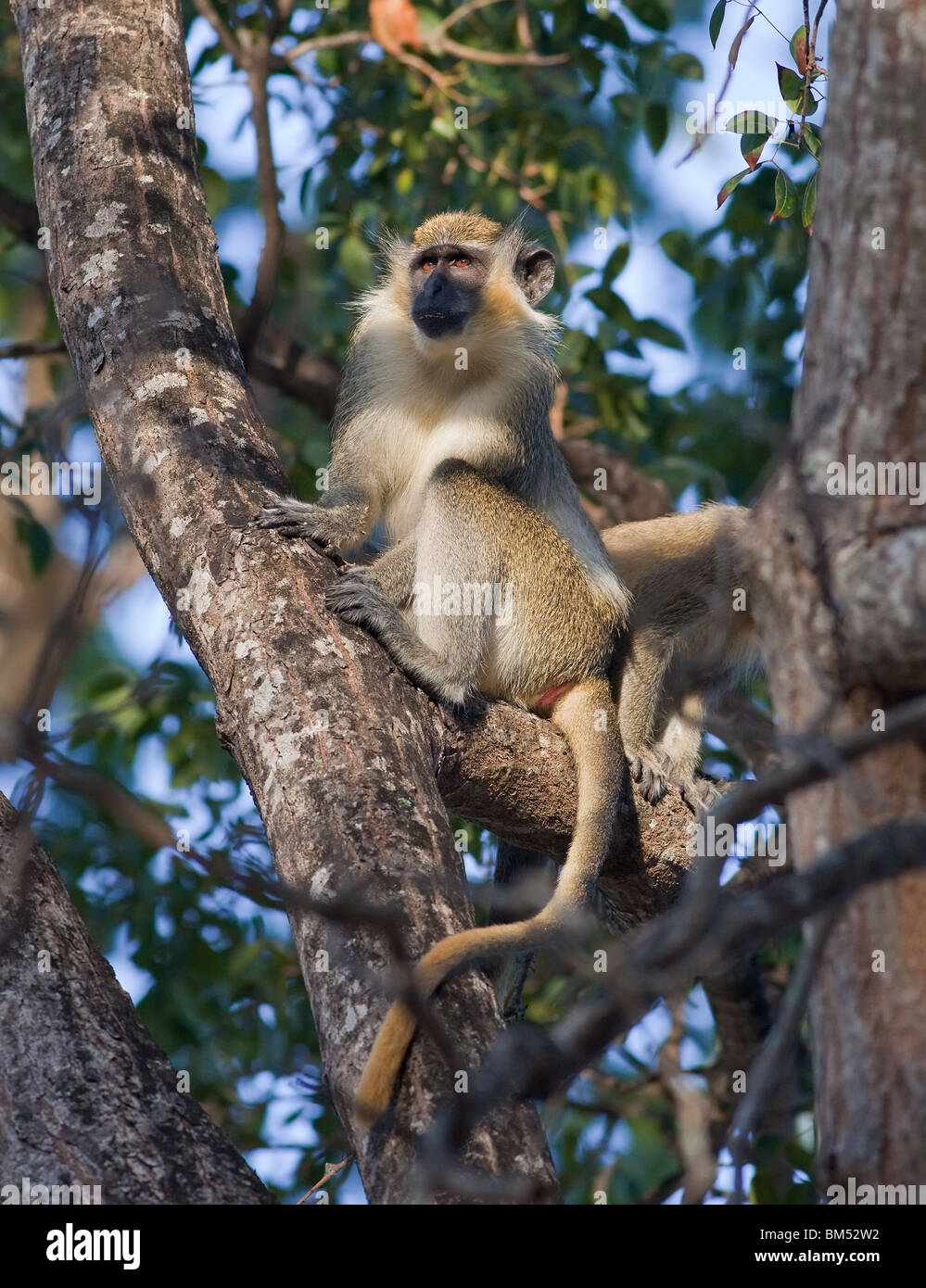 Singe vert de la barbade Banque de photographies et d’images à haute ...