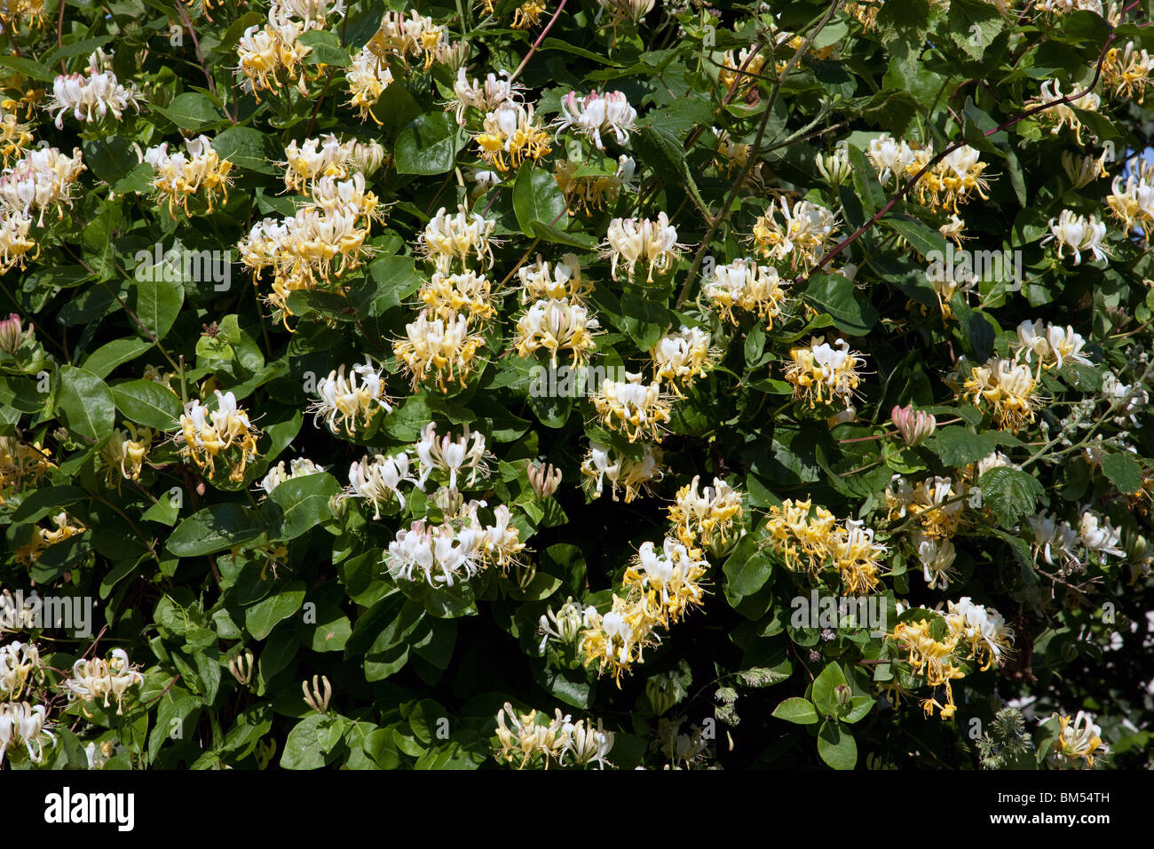 Chèvrefeuille de plus en plus sauvage Banque de photographies et d ...
