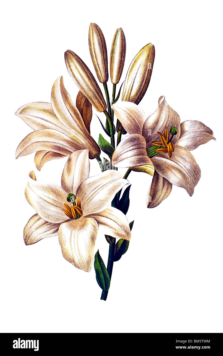 Types de lis Banque d'images détourées - Alamy
