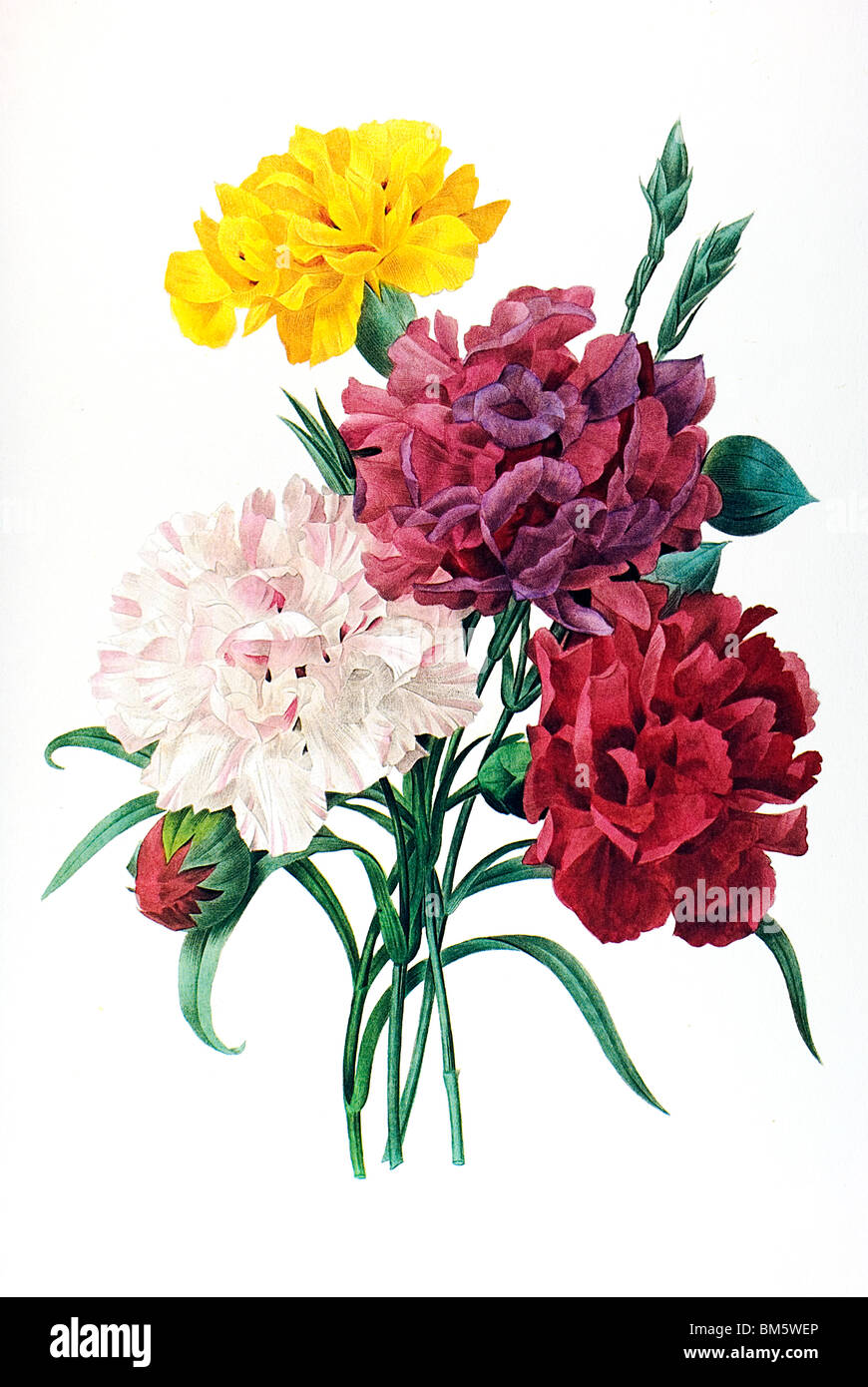 Girofle rose fleur de dianthus Banque de photographies et d’images à ...