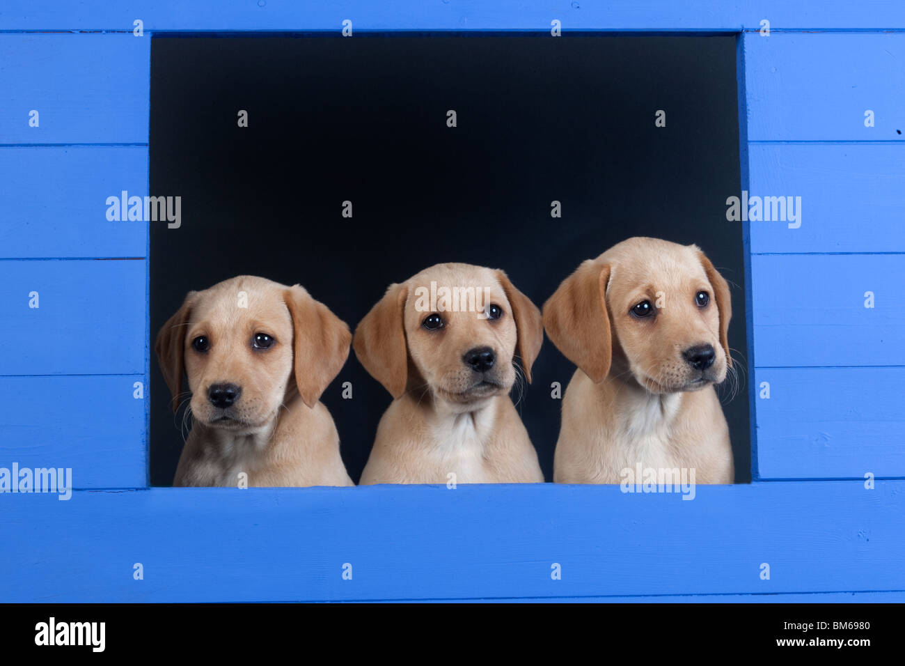 Groupe labrador Banque de photographies et d’images à haute résolution ...