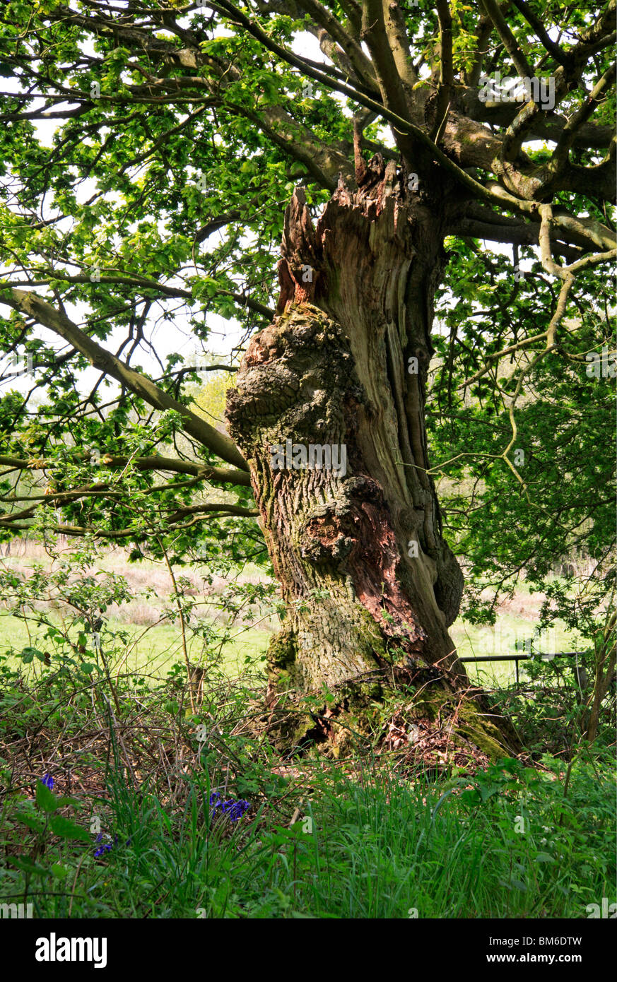 Arbre de chêne en régénération dans une haie de campagne anglaise Photo ...