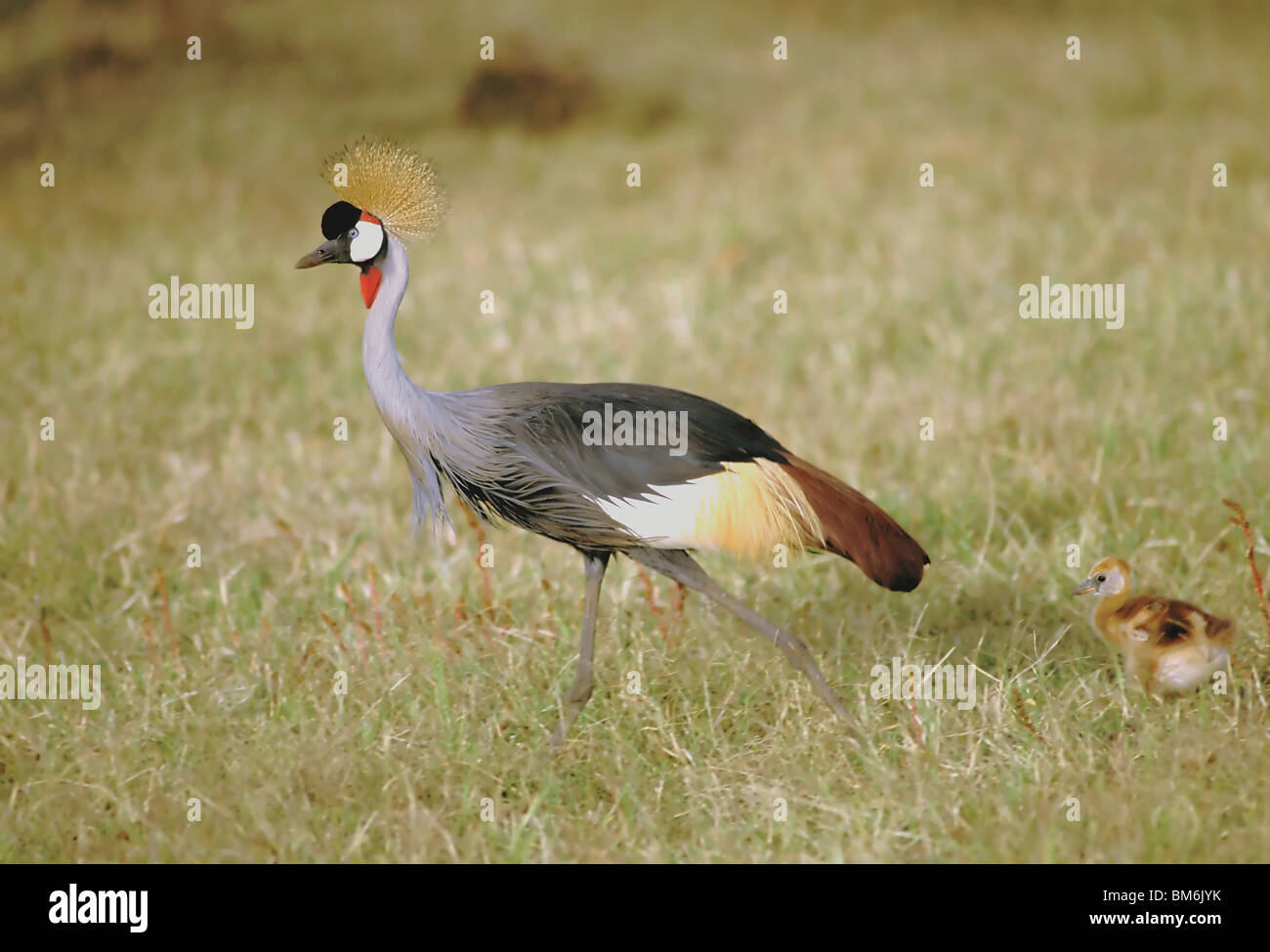 John grue Banque de photographies et d’images à haute résolution - Alamy