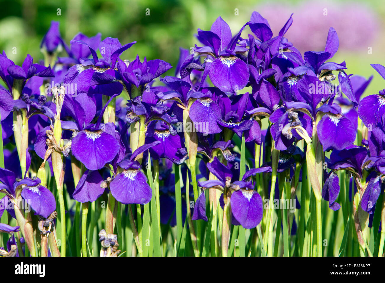 Siberian iris caesars brother Banque de photographies et d’images à ...
