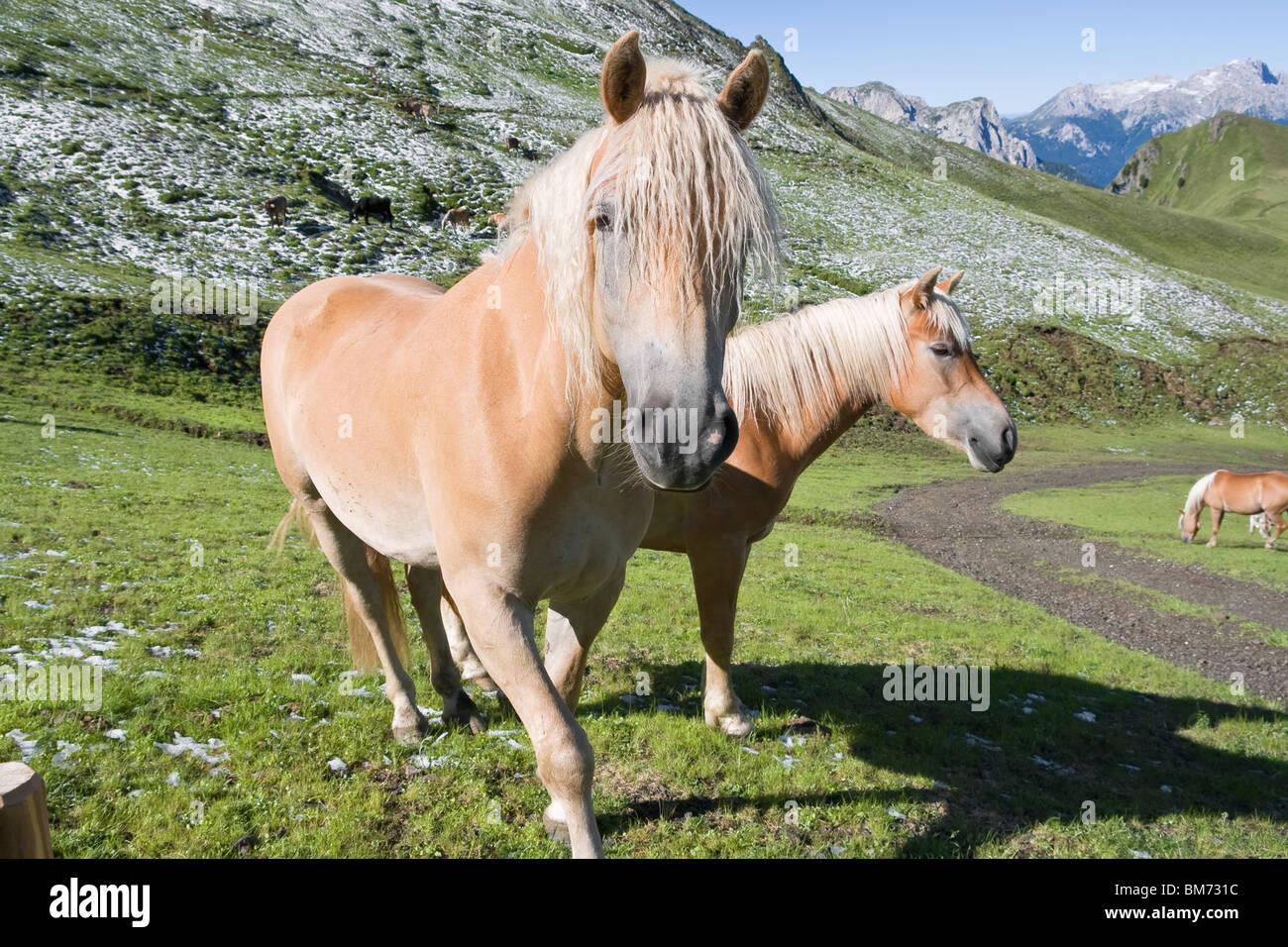 Chevaux haflinger Banque de photographies et d’images à haute ...