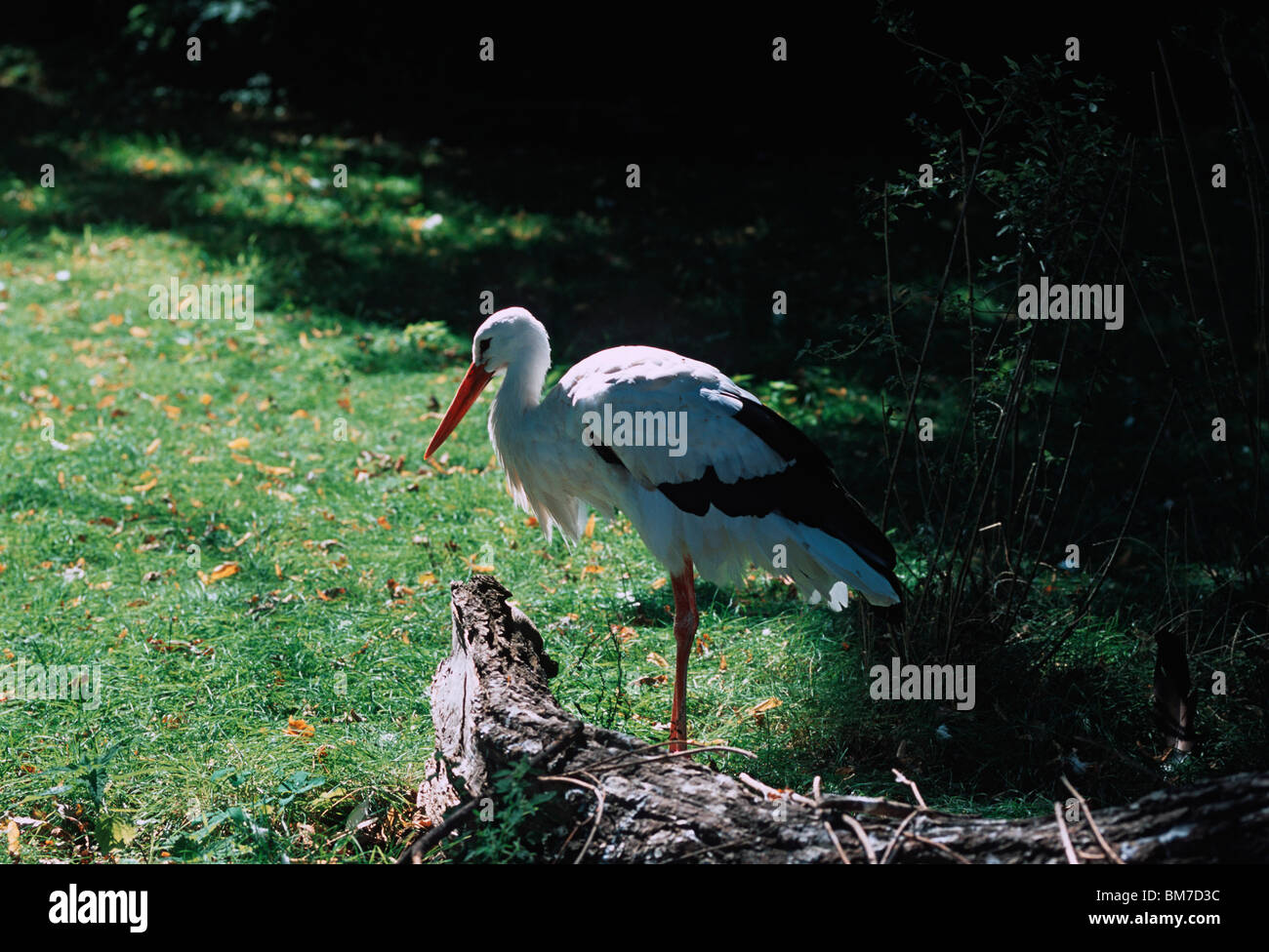 Une cigogne Banque de photographies et d’images à haute résolution - Alamy
