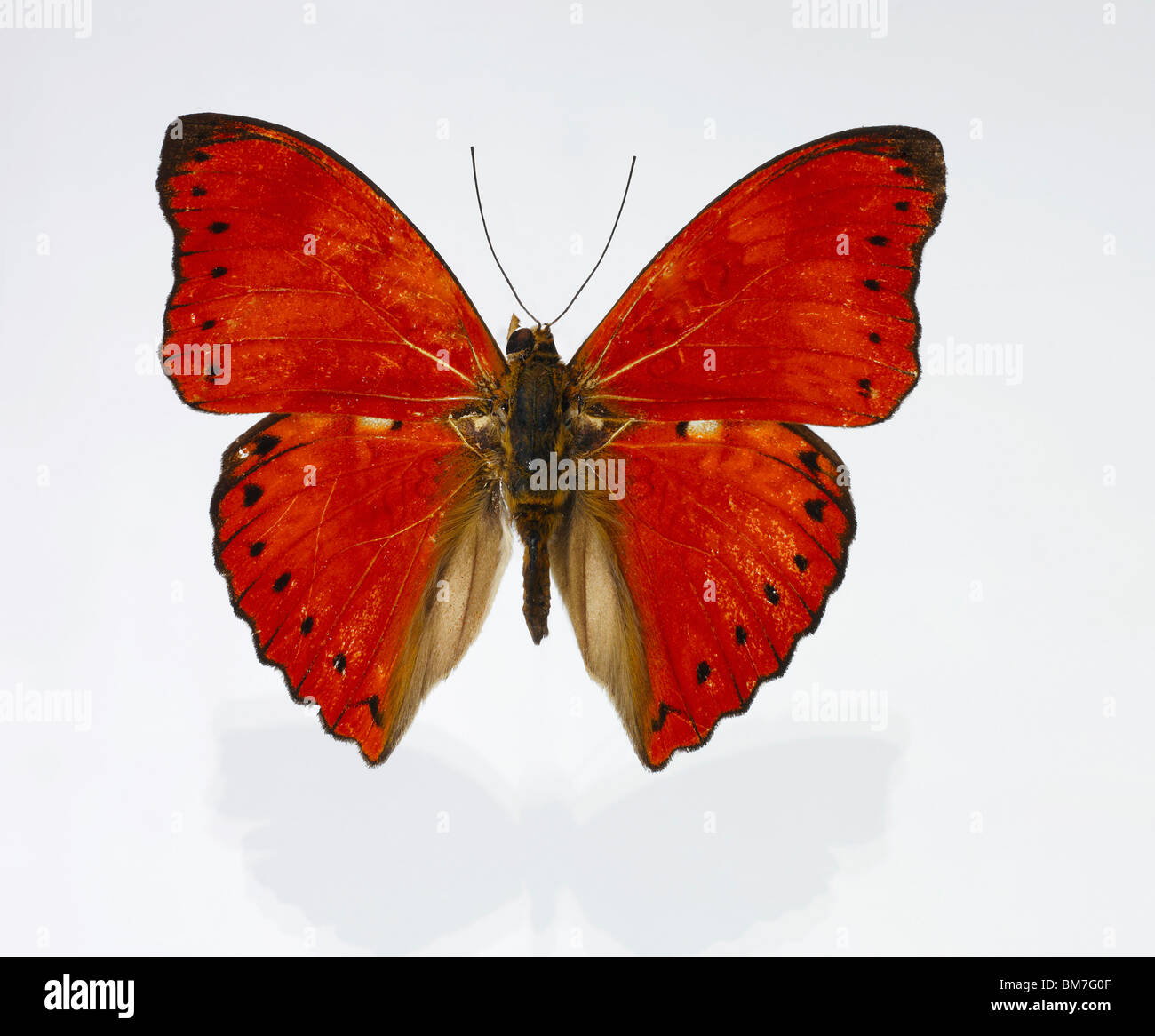 Papillon rouge Banque de photographies et d’images à haute résolution ...