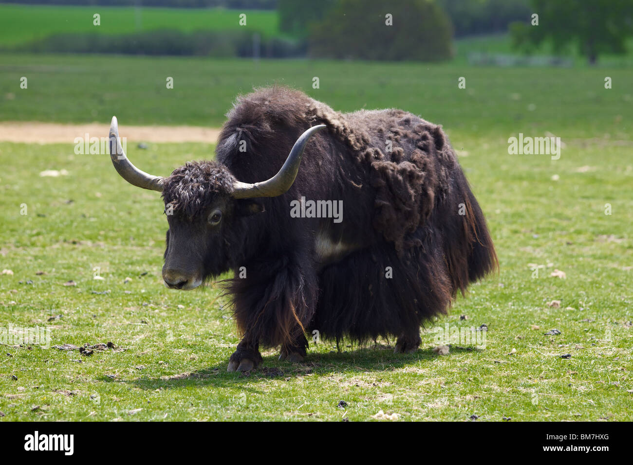 Yak horns Banque de photographies et d’images à haute résolution - Alamy