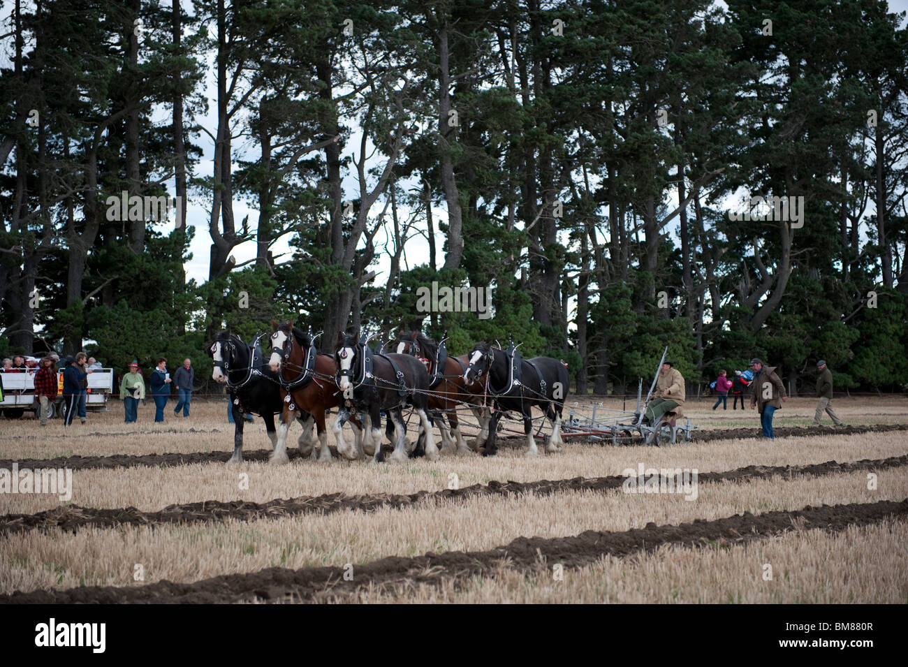 Charrue cheval labour labour Banque de photographies et d’images à ...
