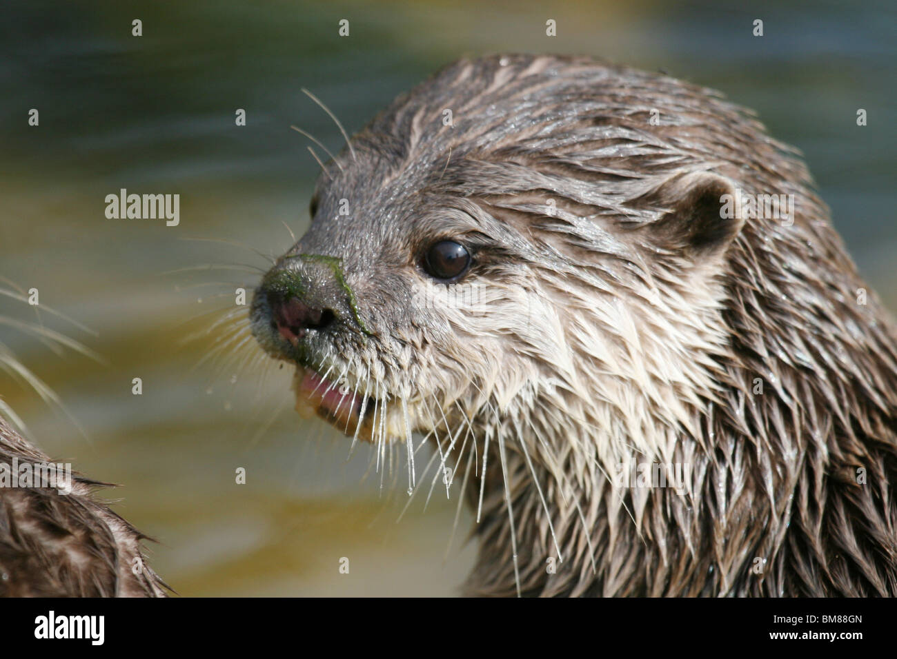 Loutre isolée Banque de photographies et d’images à haute résolution ...