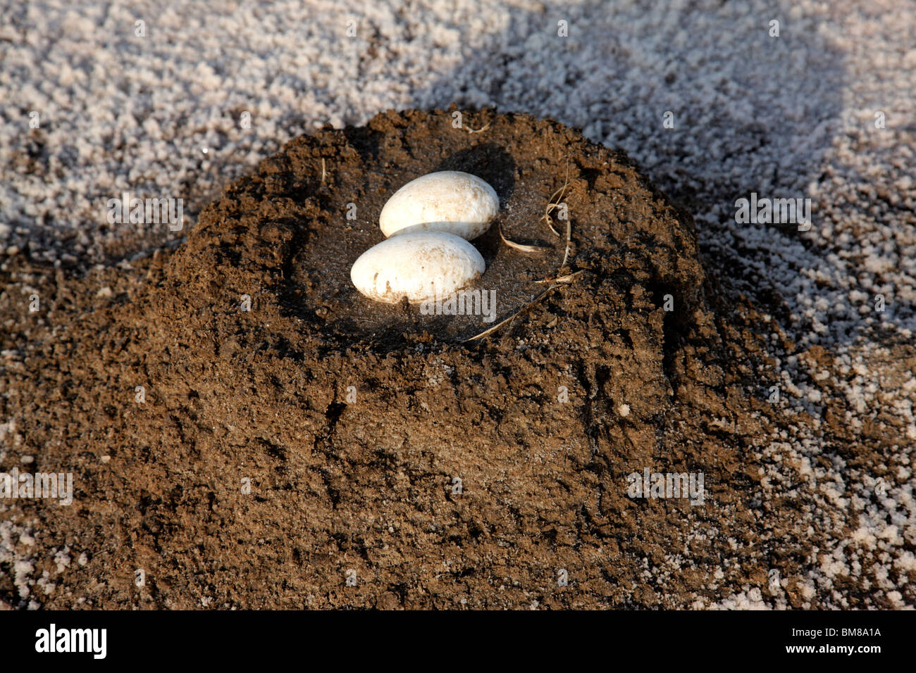 Oeufs du Flamingo Photo Stock - Alamy