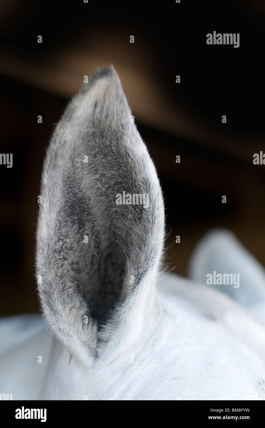 Oreille de cheval Banque de photographies et d’images à haute ...