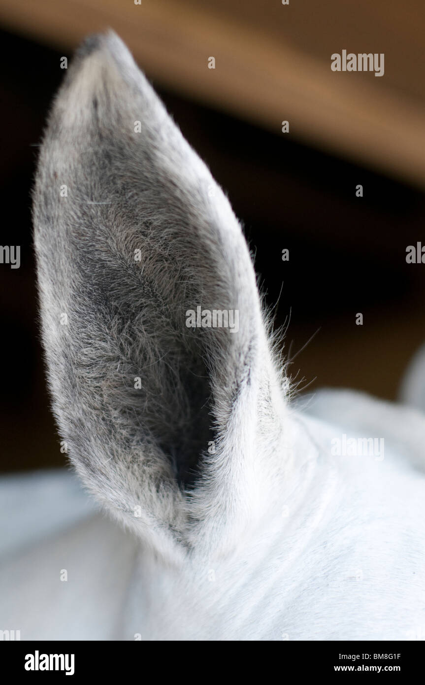 Oreille de cheval Banque de photographies et d’images à haute ...
