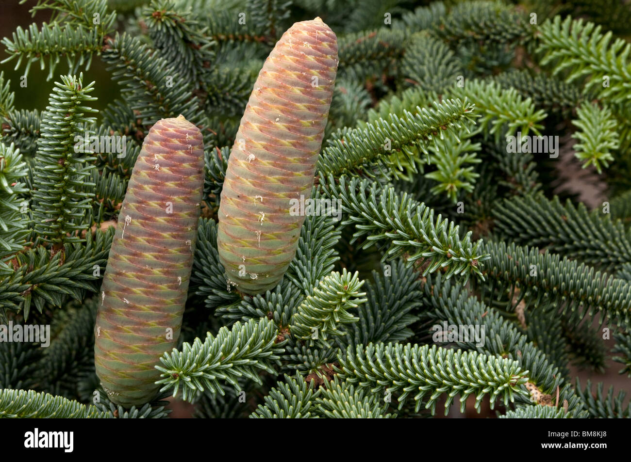 Sapin pectiné (Abies pinsapo), branche avec les cônes Photo Stock - Alamy