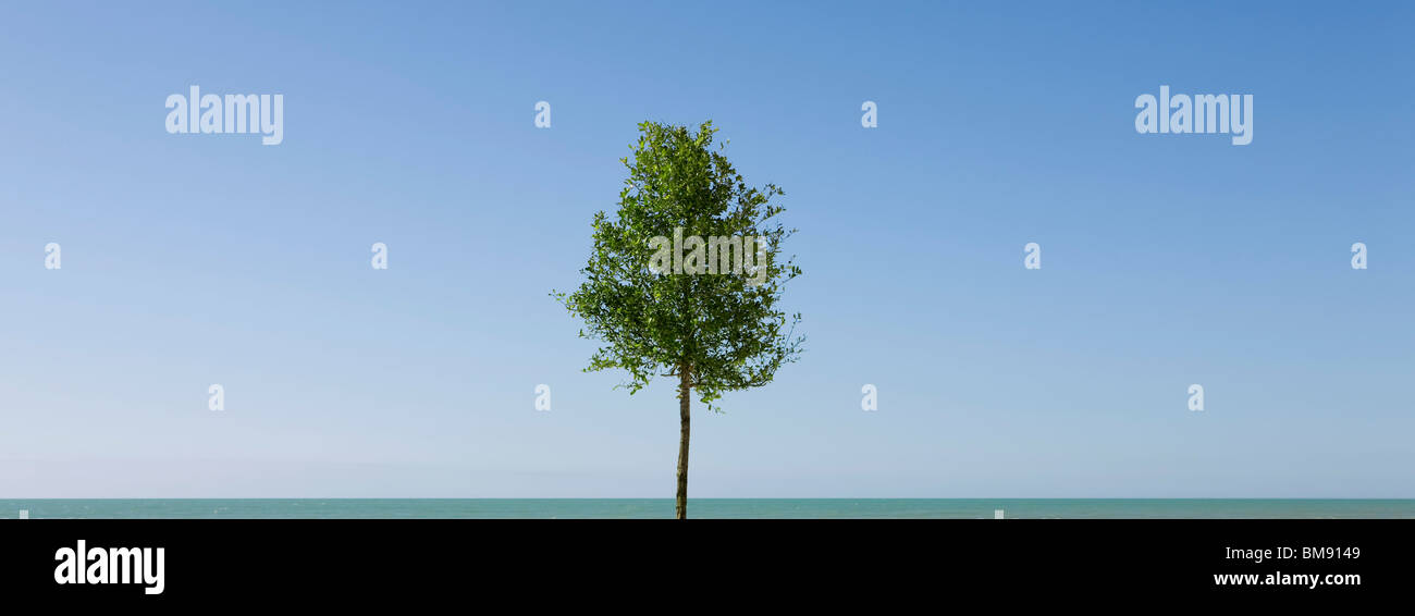 Arbre solitaire ciel bleu Banque de photographies et d’images à haute ...