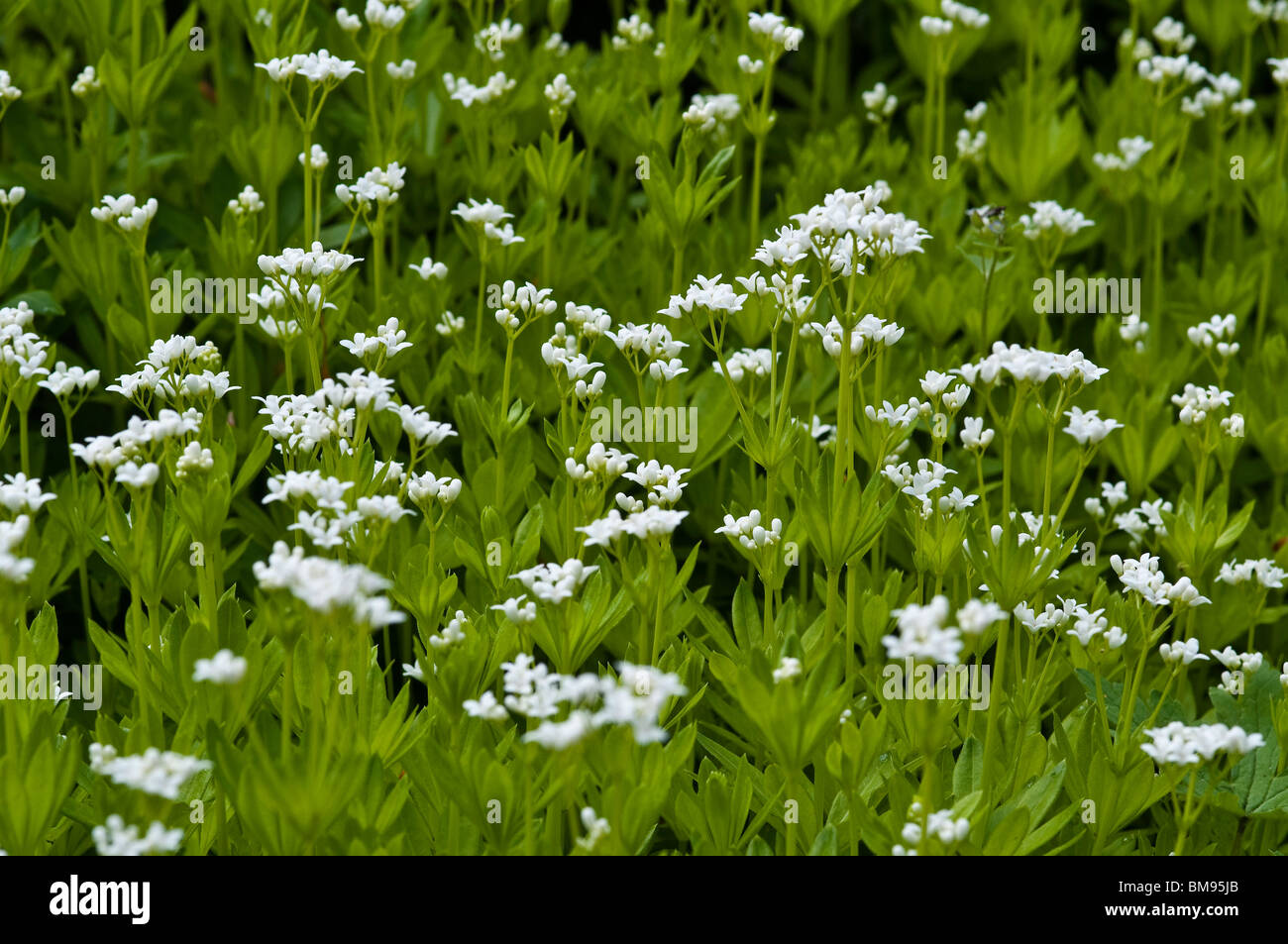 Galium odoratum Banque de photographies et d’images à haute résolution ...