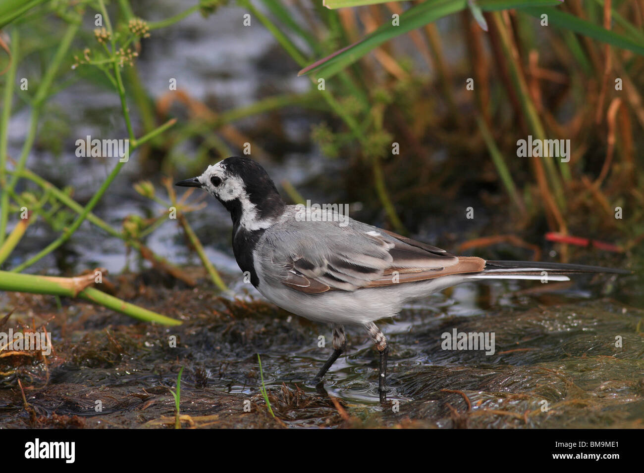 Insecte de zone humide Banque de photographies et d’images à haute ...