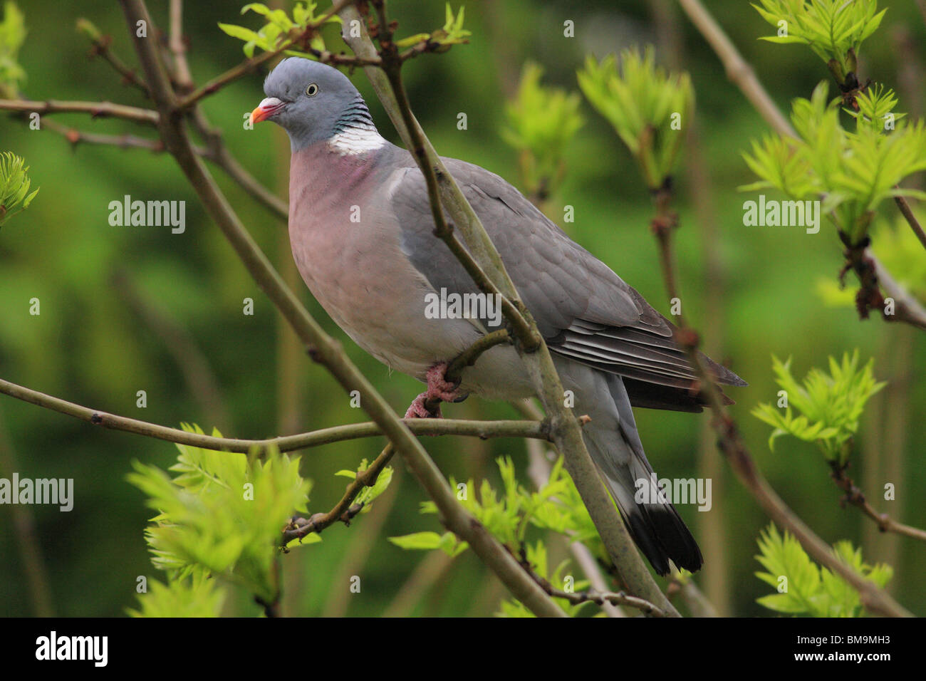 Oiseau pigeon ramier Banque de photographies et d’images à haute ...