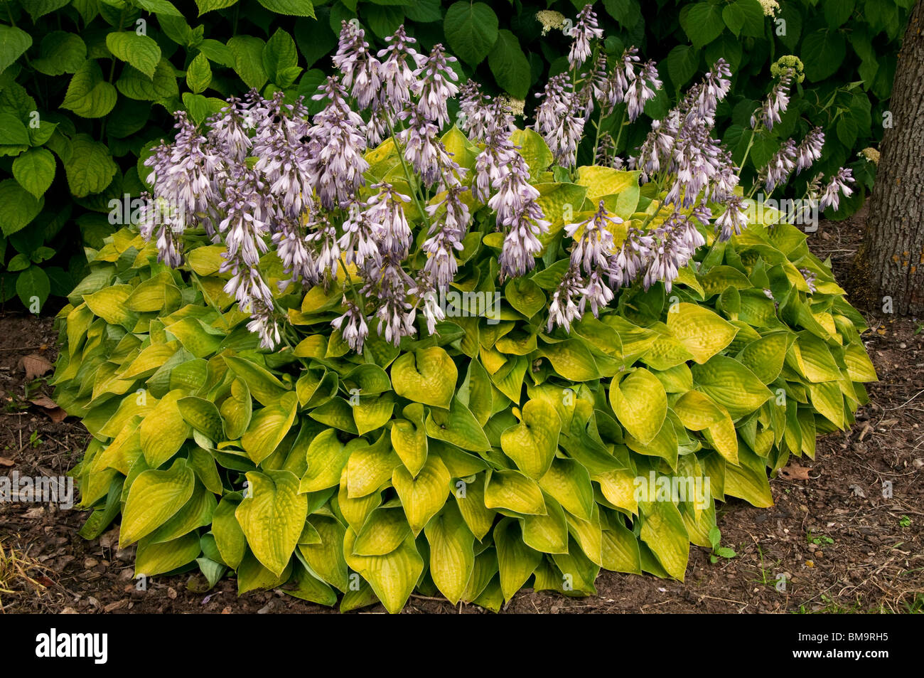 Hosta gold Banque de photographies et d’images à haute résolution - Alamy