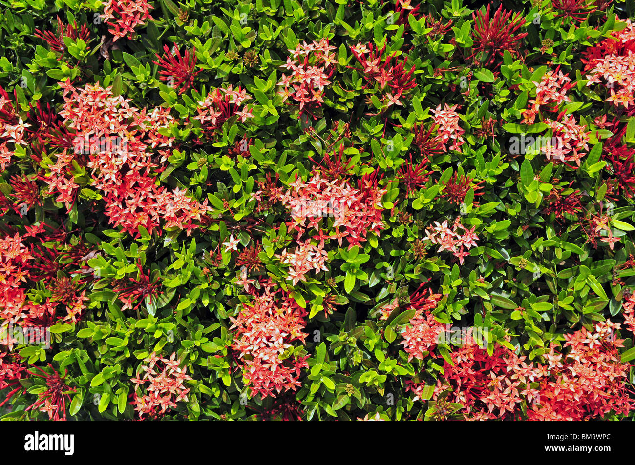 Petites Fleurs Rose Clair Banque d'image et photos - Alamy