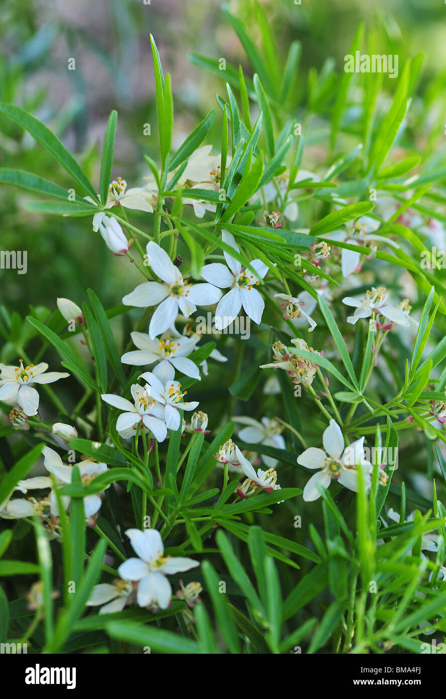 Nom botanique : Choisya ternata Nom commun : oranger du Mexique Photo ...