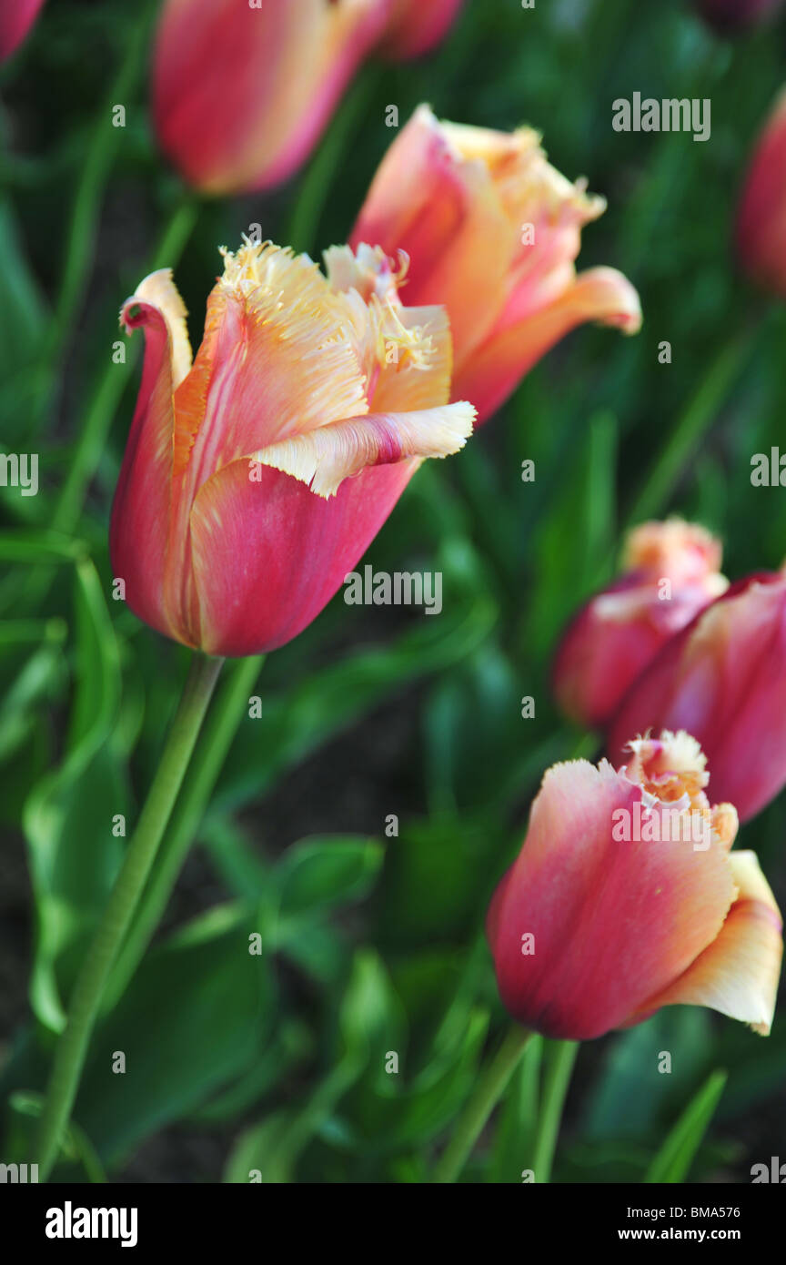 Tulipa lambada Banque de photographies et d’images à haute résolution ...