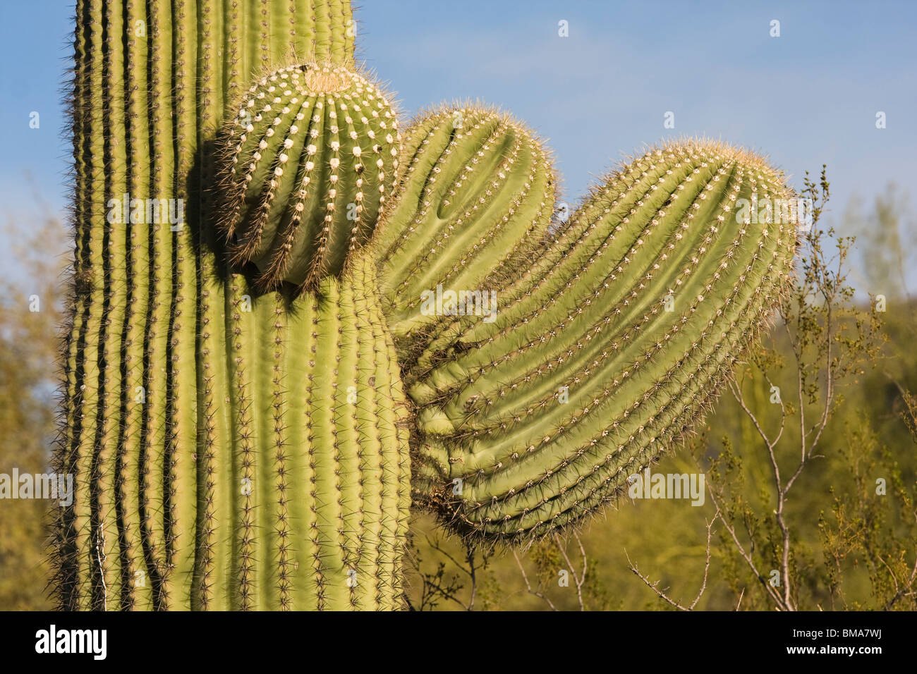 Saguaro carnegiea gigantea cactus Banque de photographies et d’images à ...