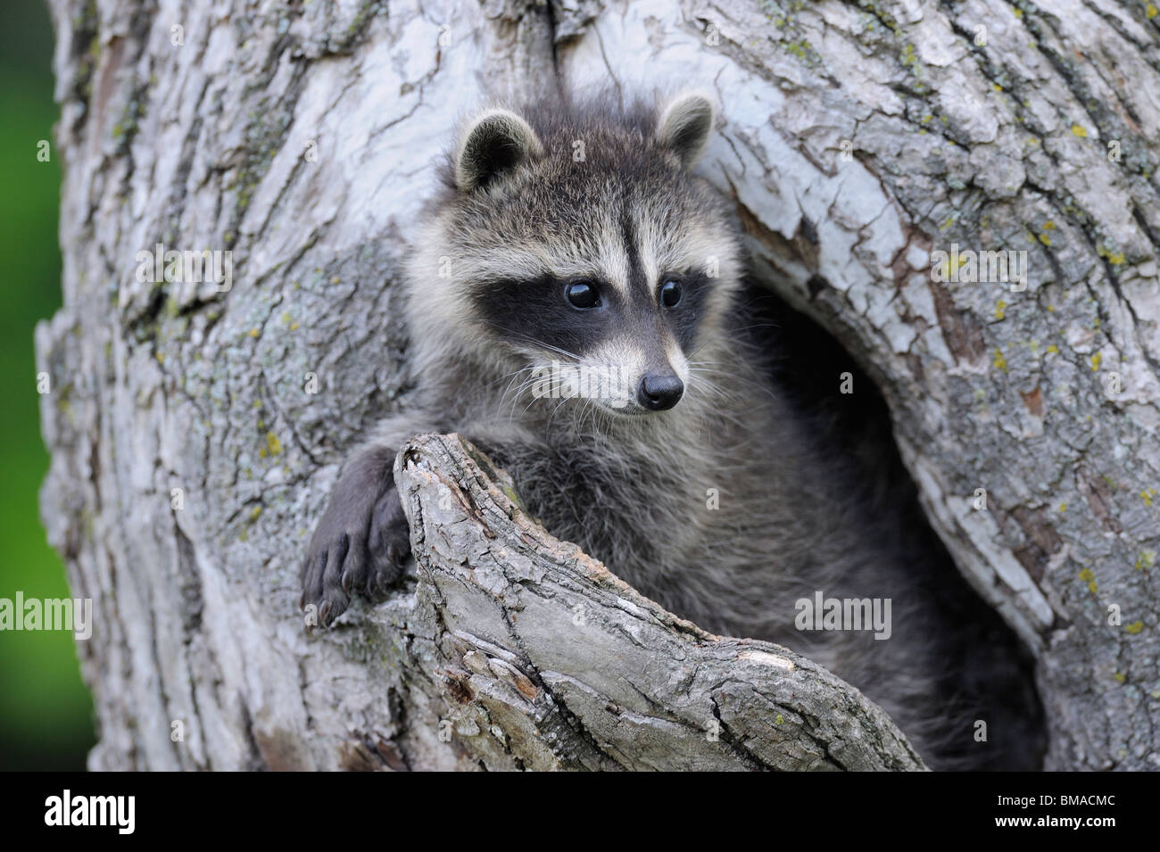 Animal raton laveur closeup visage animal mignon Banque de ...