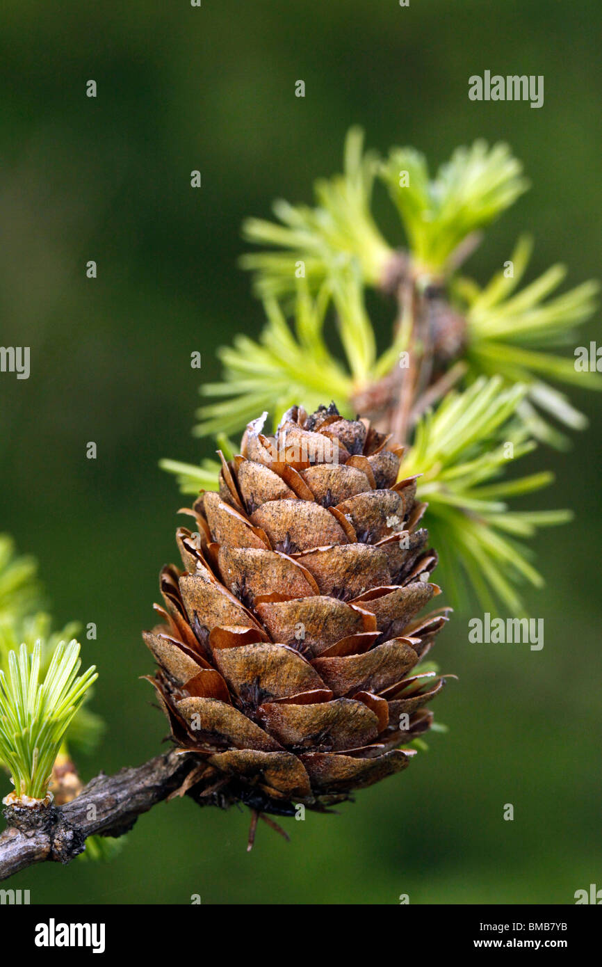 Ovoid cones Banque de photographies et d’images à haute résolution - Alamy