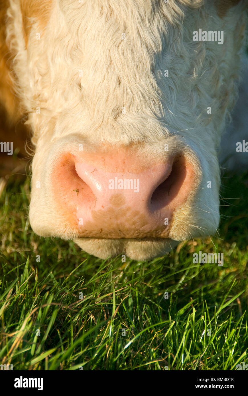 Narines de vaches Banque de photographies et d’images à haute ...