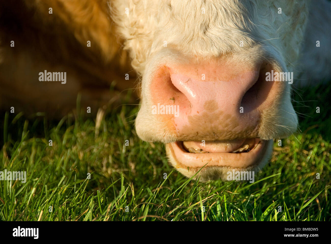 Bouche de vache ouverte Banque de photographies et d’images à haute ...