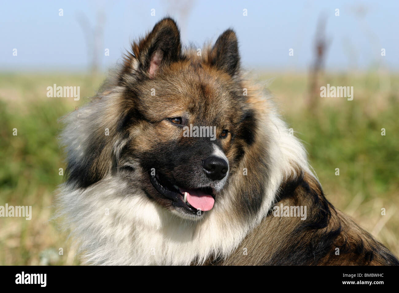Chien elo Banque de photographies et d’images à haute résolution - Alamy