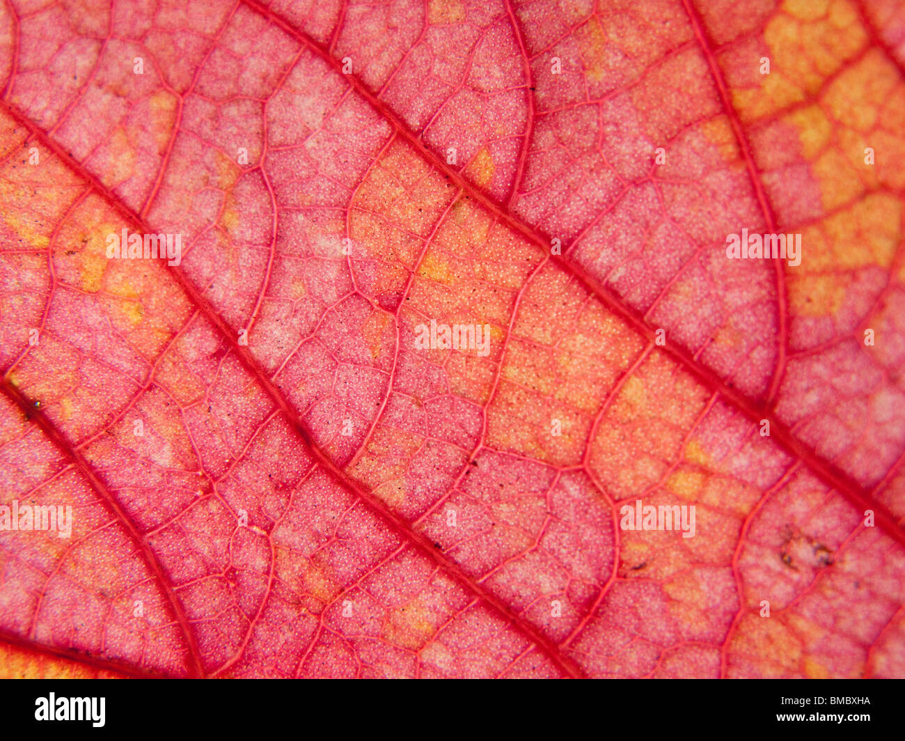 Structure des nervures des feuilles Banque de photographies et d’images ...