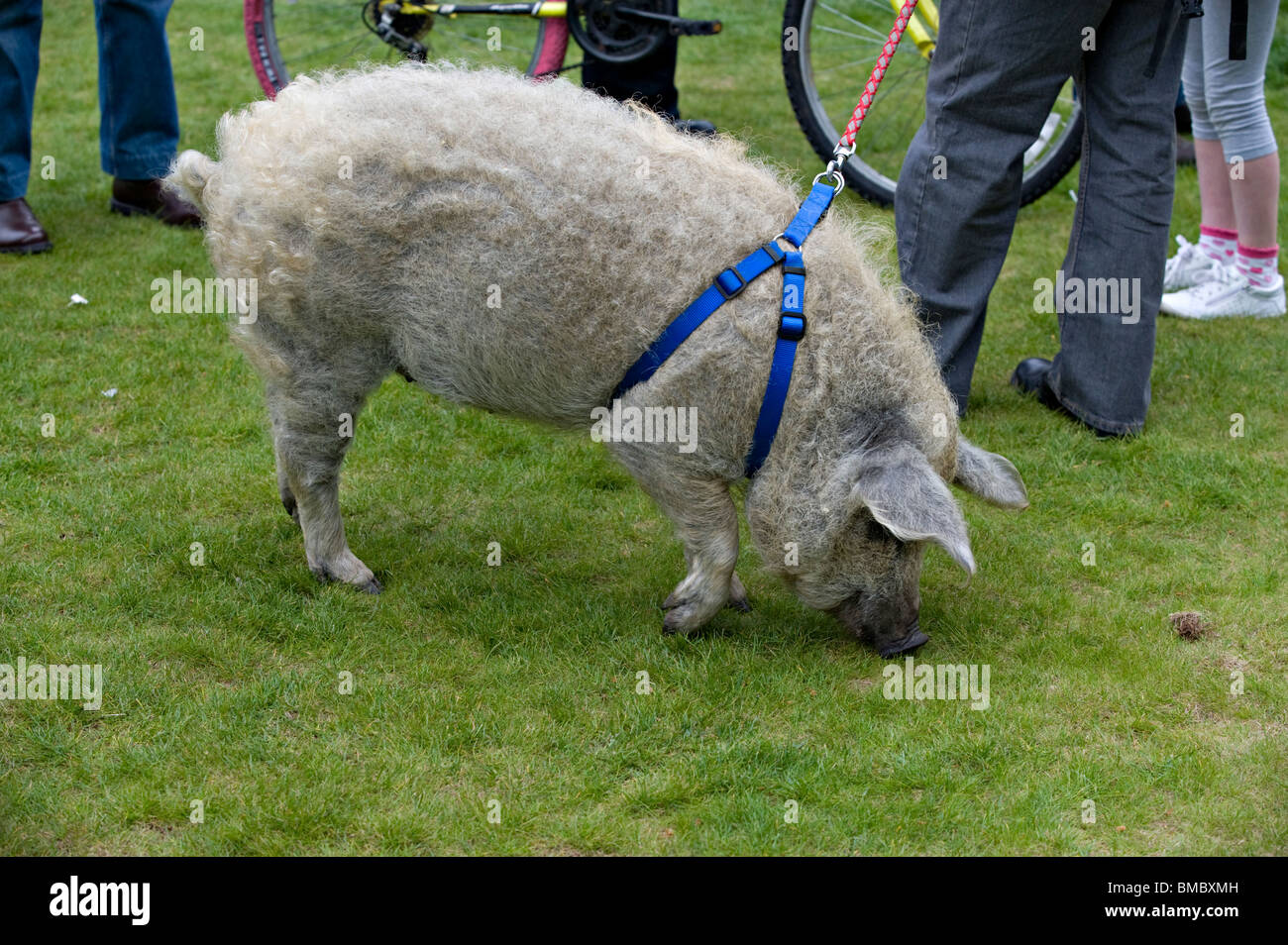 Cochon Hongrois Banque d'image et photos - Alamy