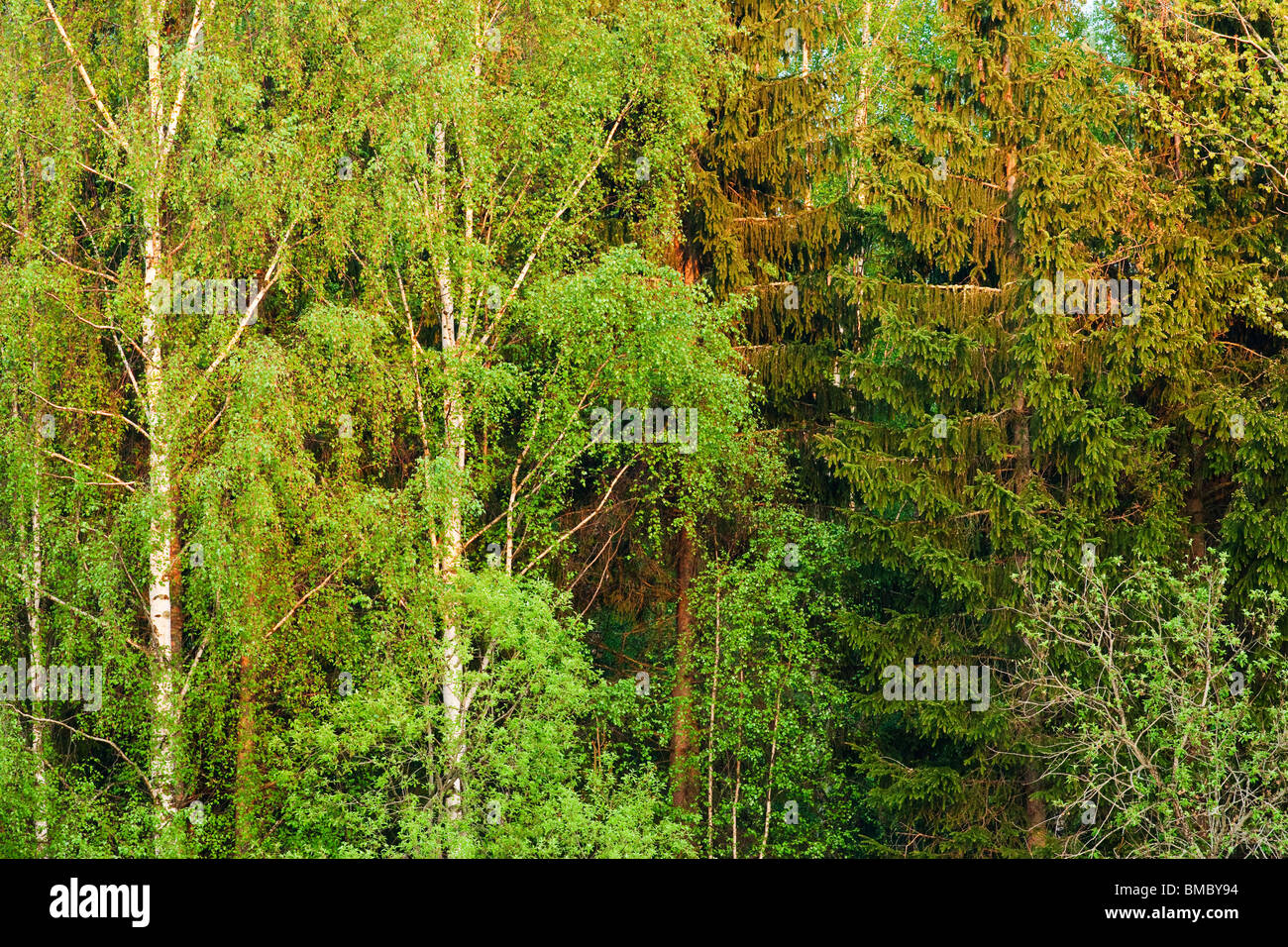 Nuances de vert Banque de photographies et d’images à haute résolution ...