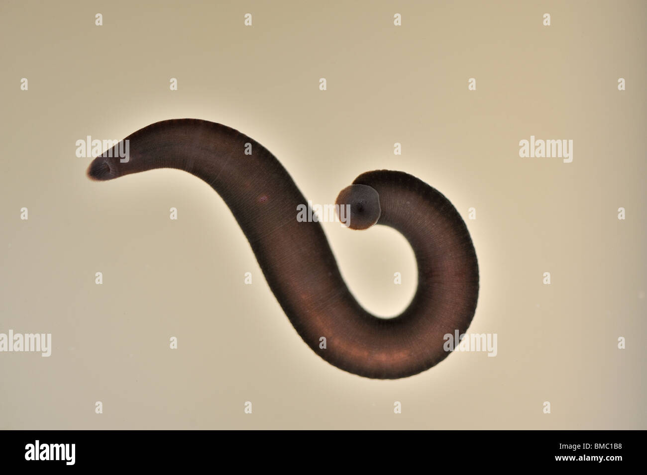 Hirudo medicinalis Banque de photographies et d’images à haute ...