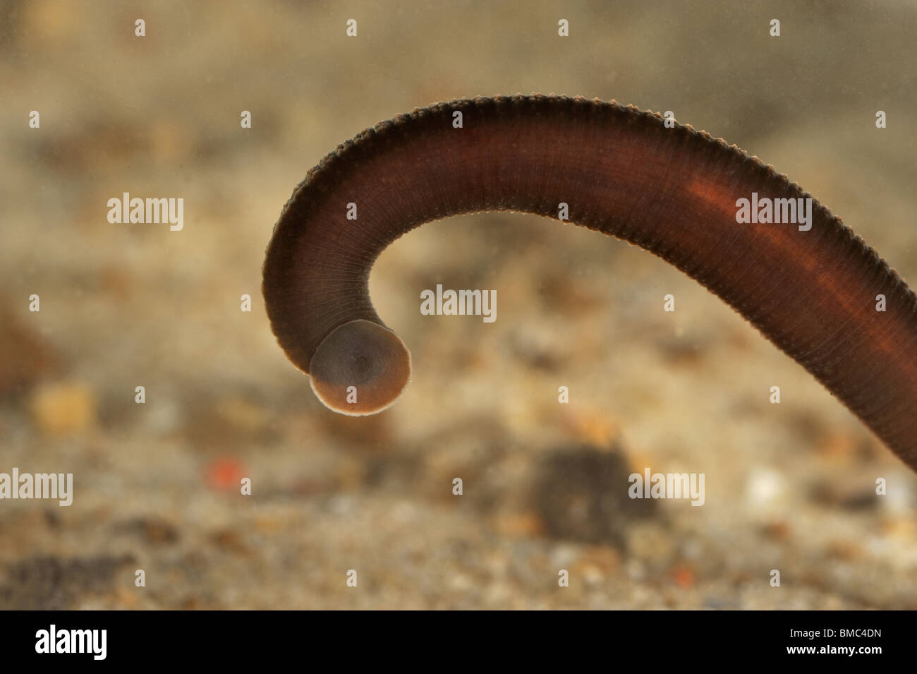 Hirudo Medicinalis Banque d'image et photos - Alamy