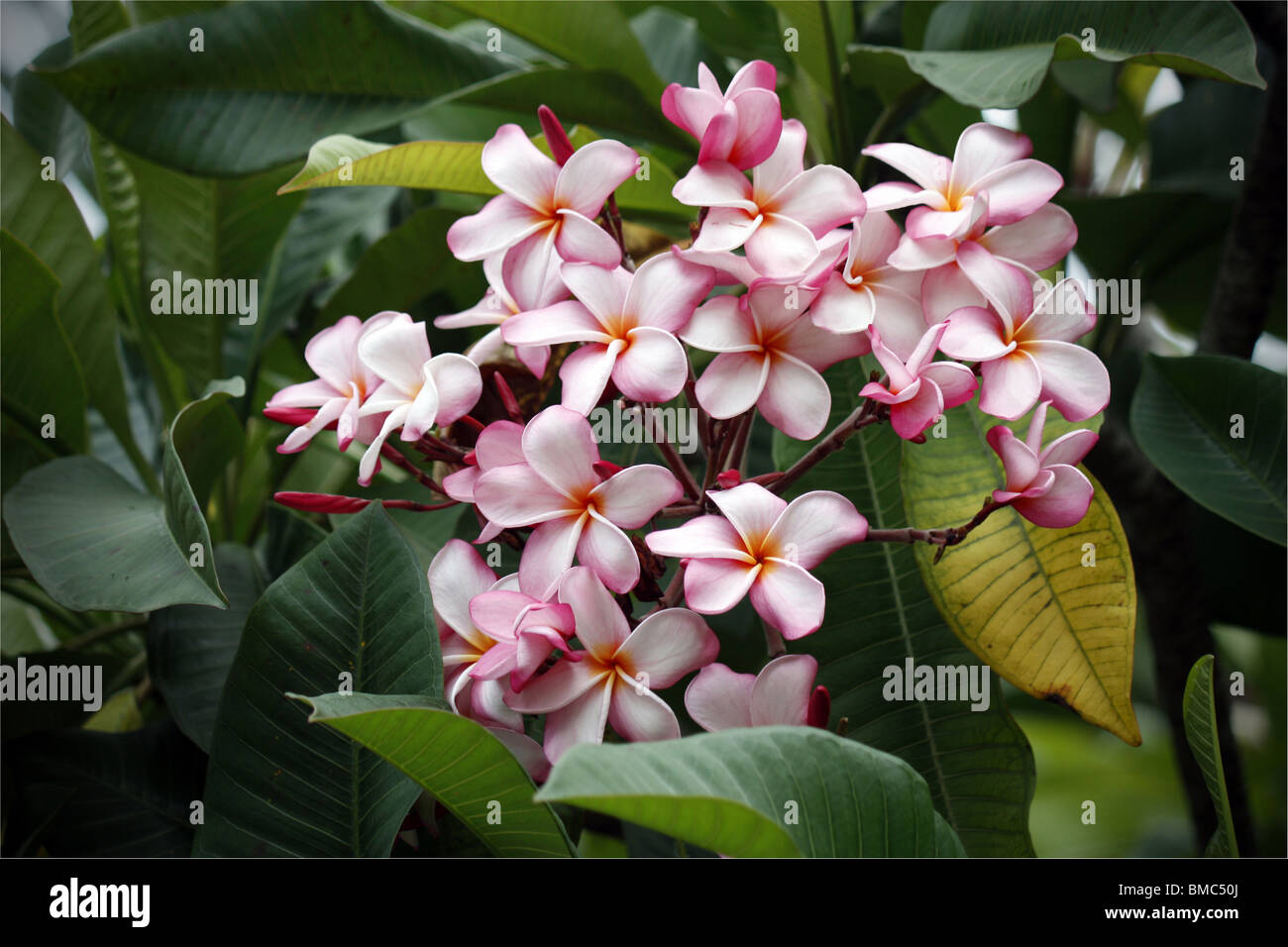 Fleur de kerala Banque de photographies et d’images à haute résolution ...